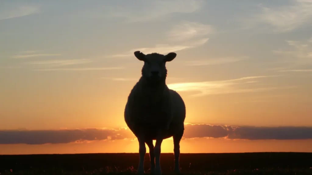 The Enabling Parent and the Scapegoat/Black Sheep - ~Natural Clarity ...